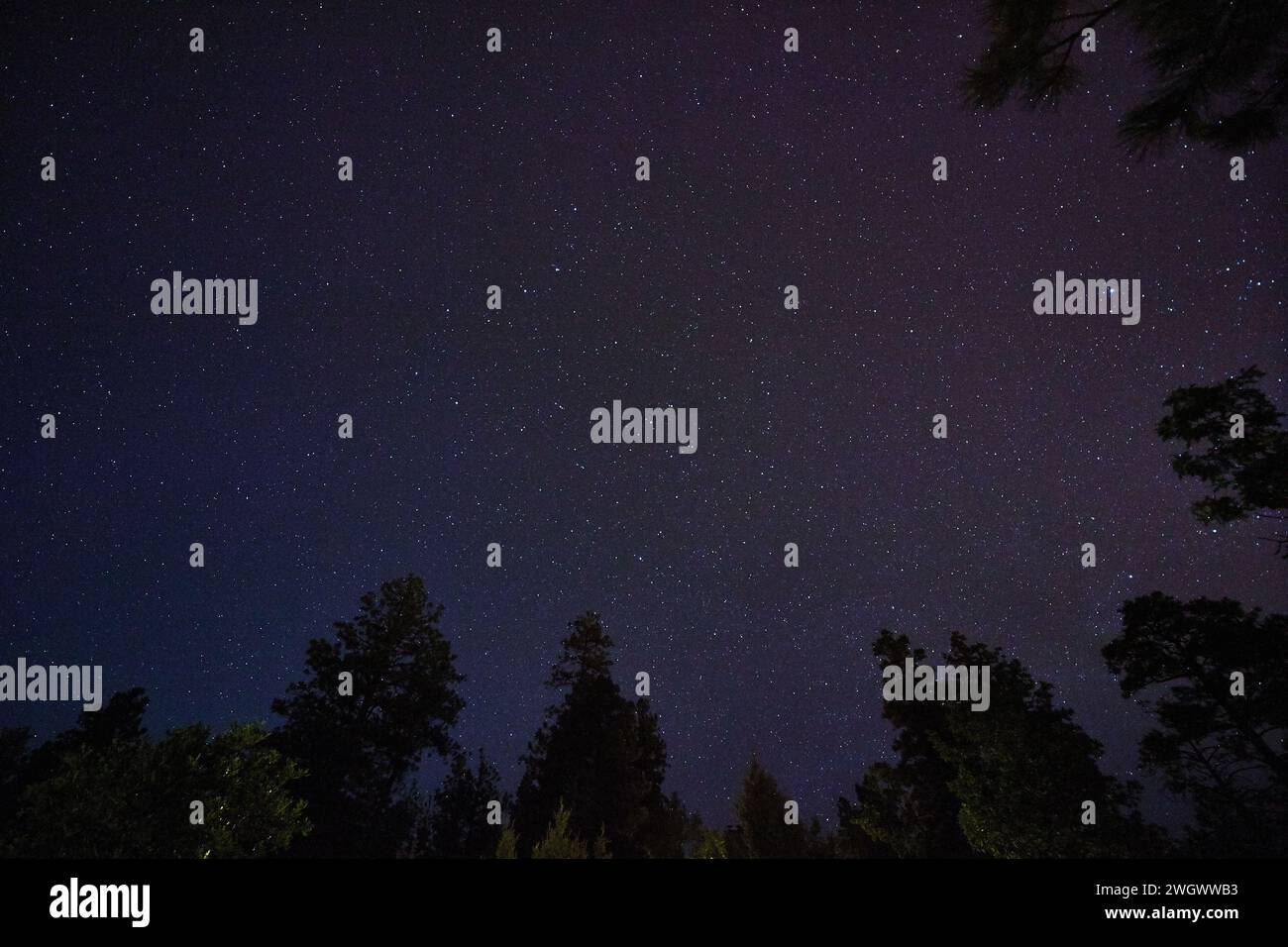 Starry Night Sky with Silhouetted Coniferous Trees in Sedona Stock ...