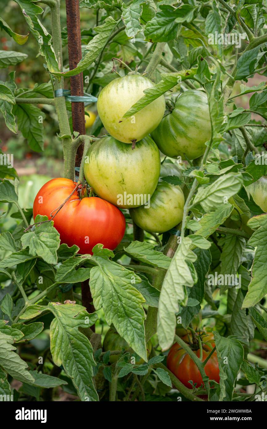The wine route. View of red tomato stalk in a vegetable garden Stock ...