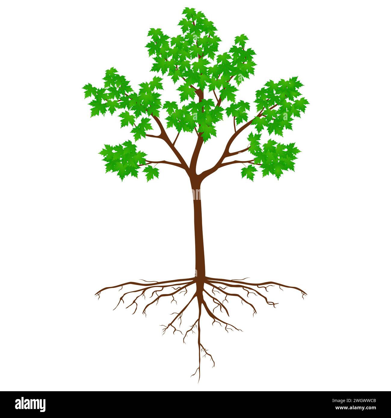 Sugar maple Stock Vector Images - Alamy