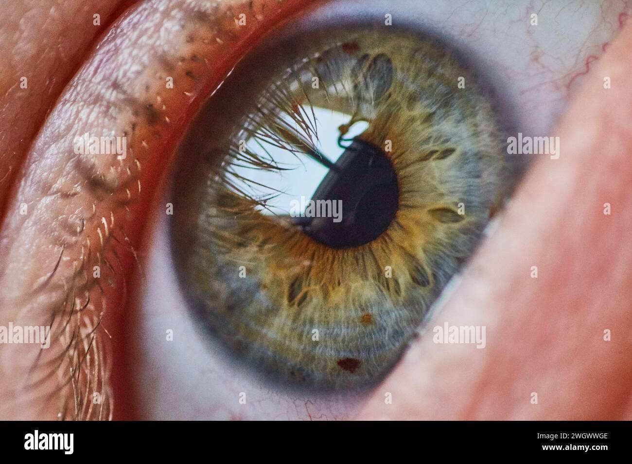 Hazel Eye Macro Detail with Lashes and Sclera Texture Stock Photo - Alamy