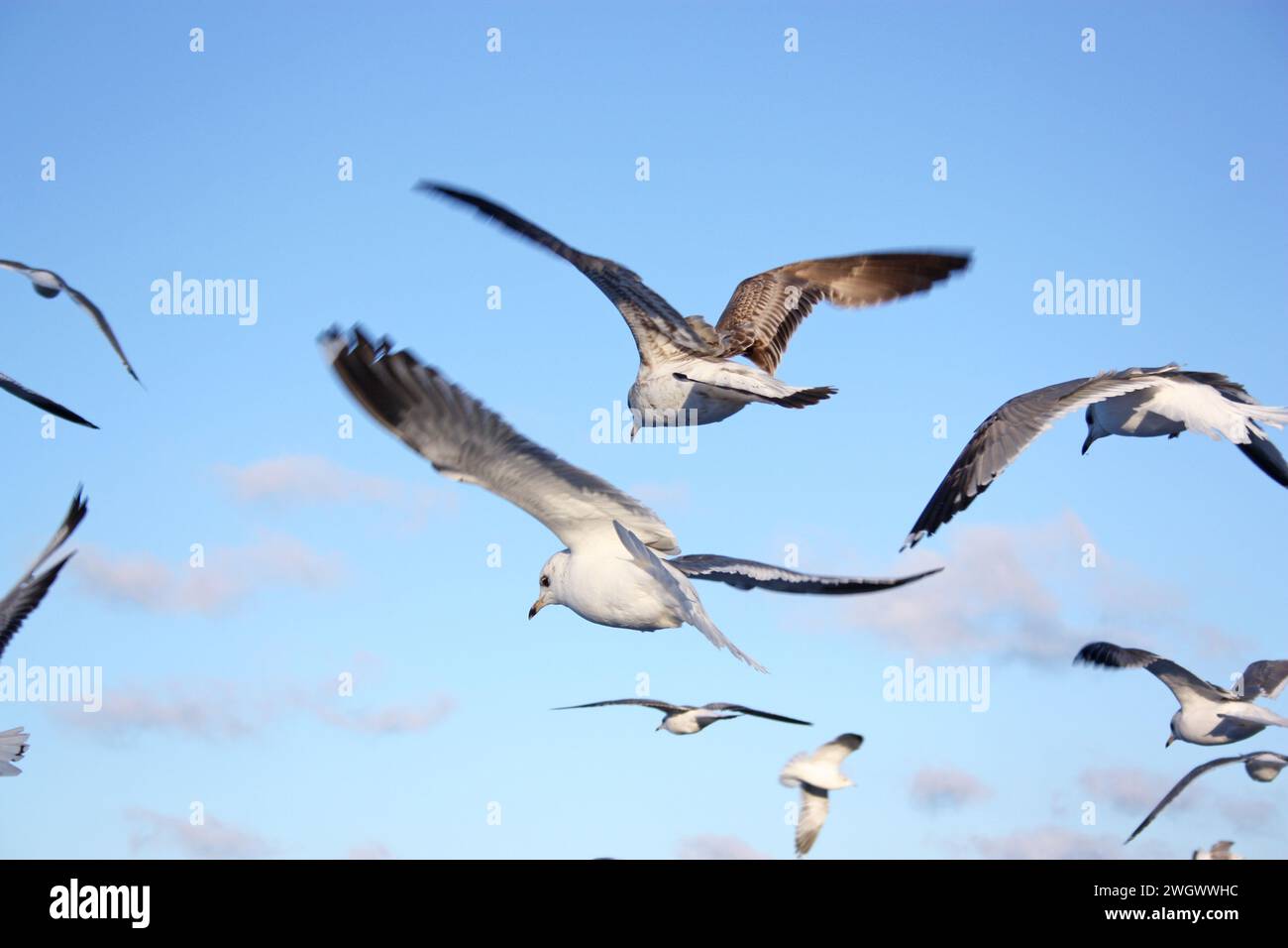 Birds are flying, natural background Stock Photo - Alamy