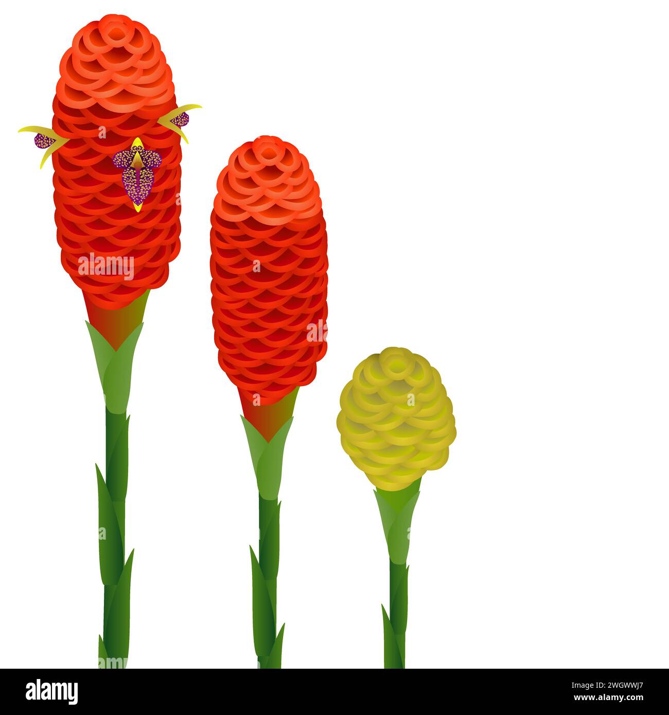 Zingiberaceae Stock Vector Images - Alamy
