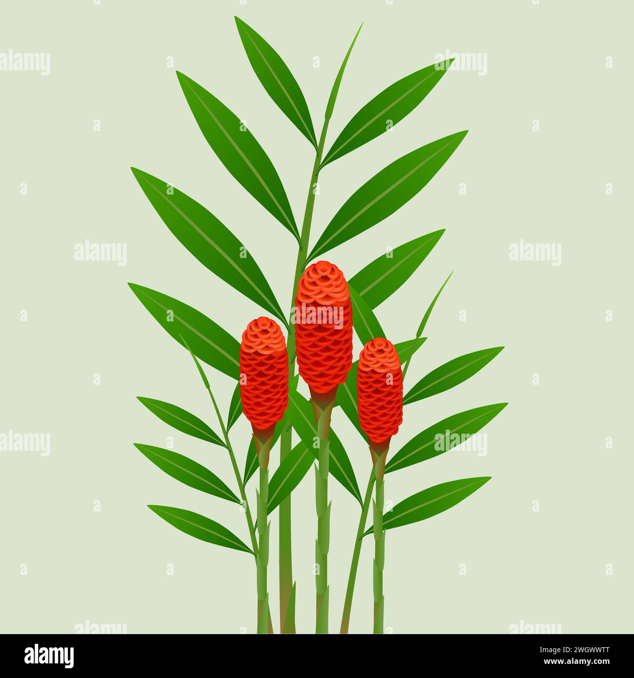 Zingiber spectabile, ginger flowers with leaves on green background ...