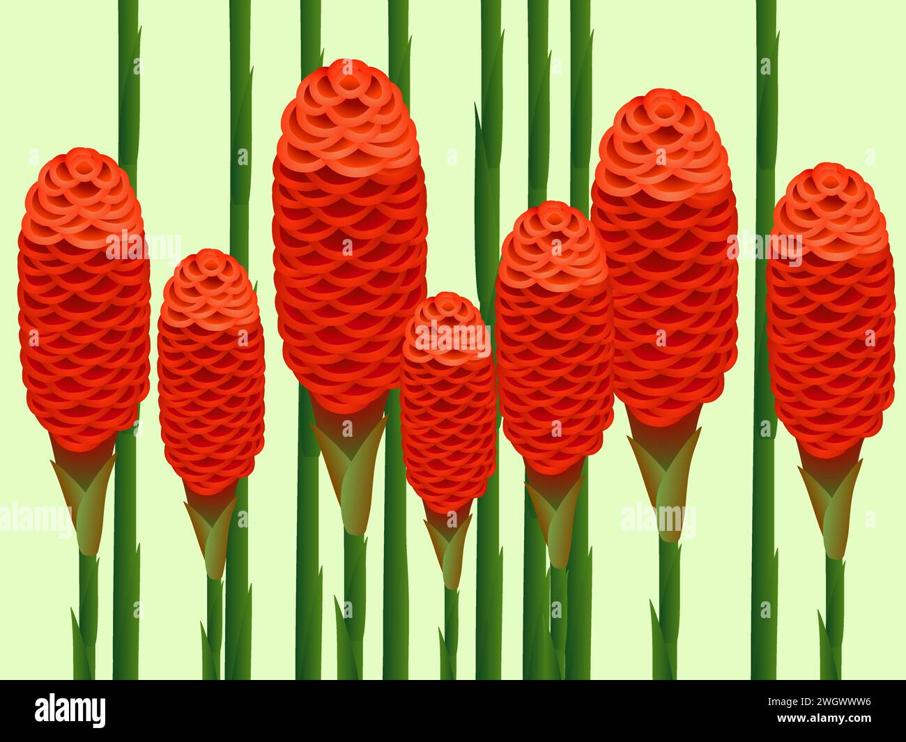 Zingiberaceae Stock Vector Images - Alamy