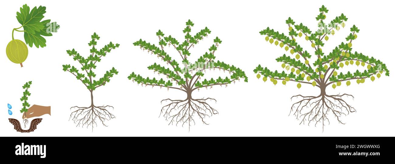 Cycle of growth of gooseberry plant on a white background Stock Vector ...