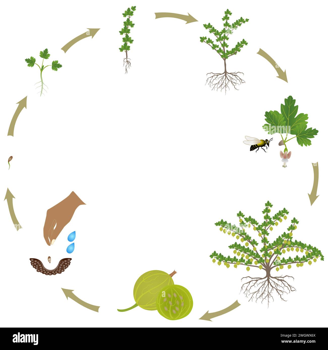 Life cycle of a gooseberry plant on a white background Stock Vector ...