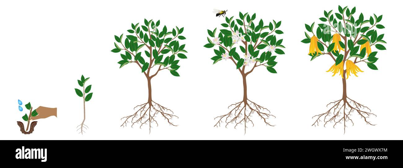 Cycle of growth of citrus plant on a white background Stock Vector ...