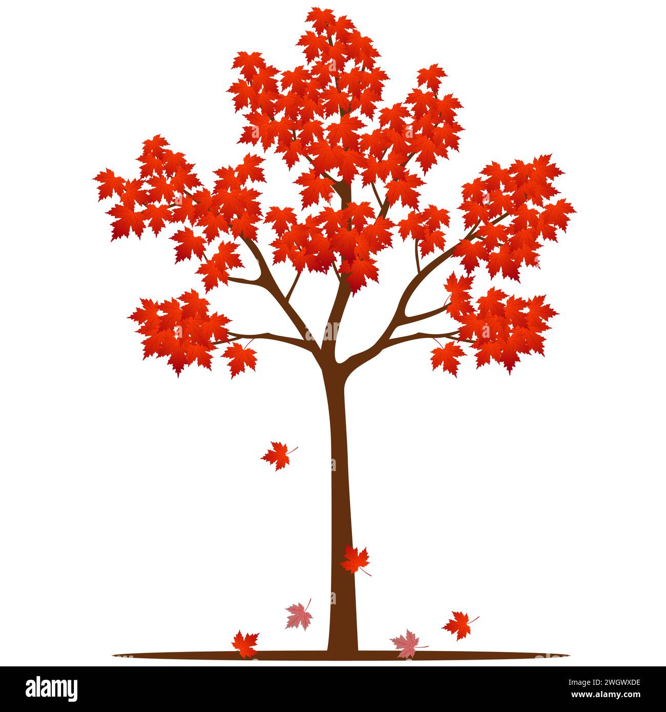 Maple tree in autumn isolated on white background Stock Vector Image ...