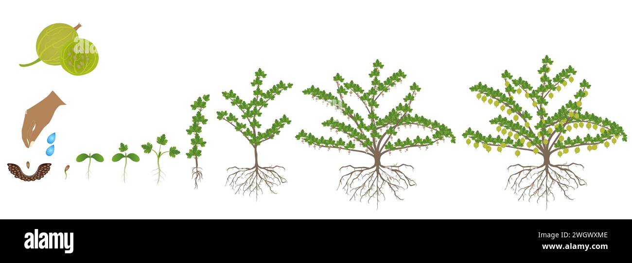 Cycle of growth of gooseberry plant on a white background Stock Vector ...