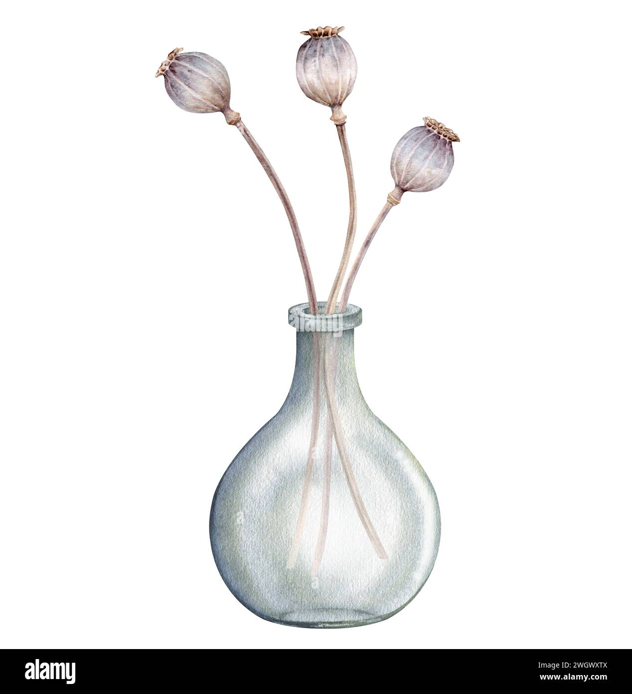 Set of watercolor illustrations of dry poppy seed boxes and tender ...