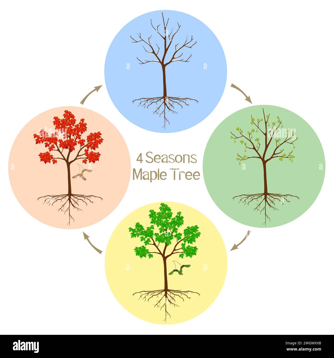 Four seasons maple tree on a white background Stock Vector Image & Art ...
