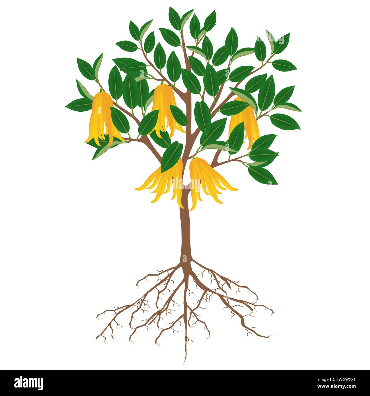 Buddha's hand citrus tree with fruits and roots on a white background ...