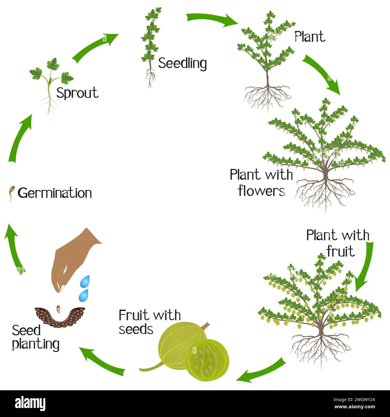 A growth cycle of a gooseberry plant on a white background Stock Vector ...