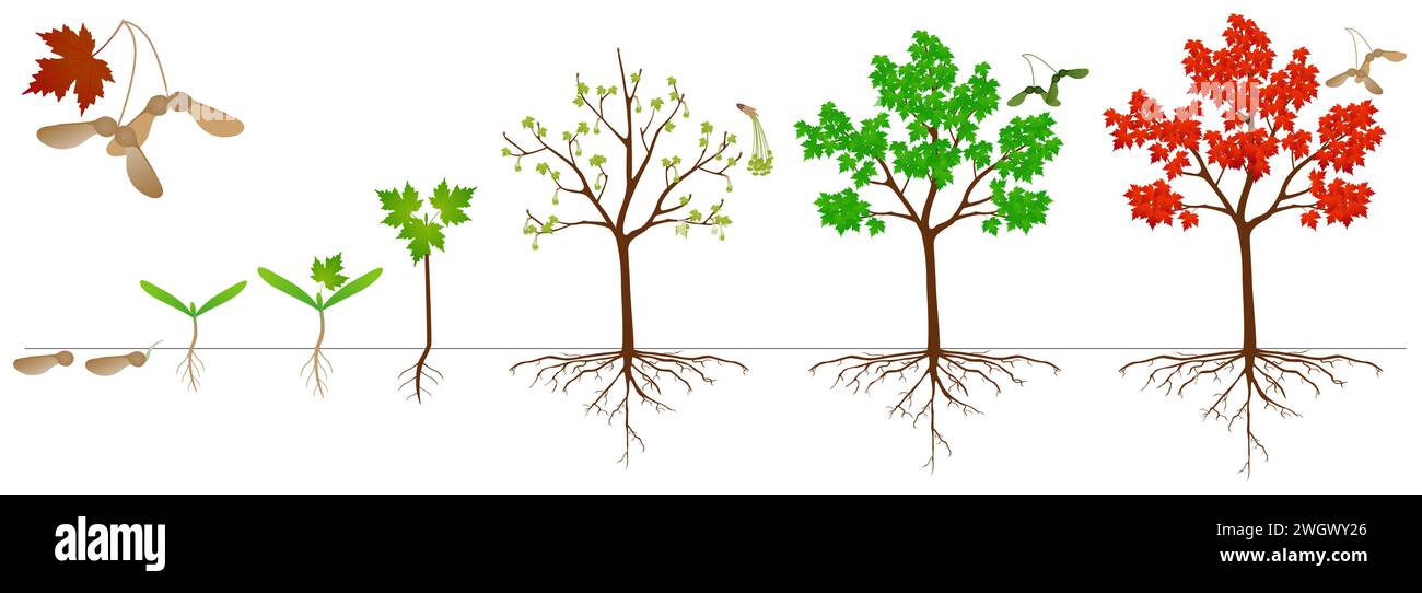 Cycle of growth of sugar maple plant on a white background Stock Vector ...