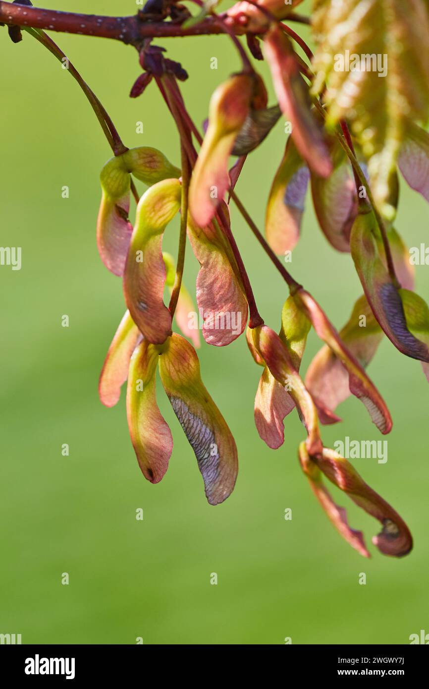 Process of seed germination hi-res stock photography and images - Alamy