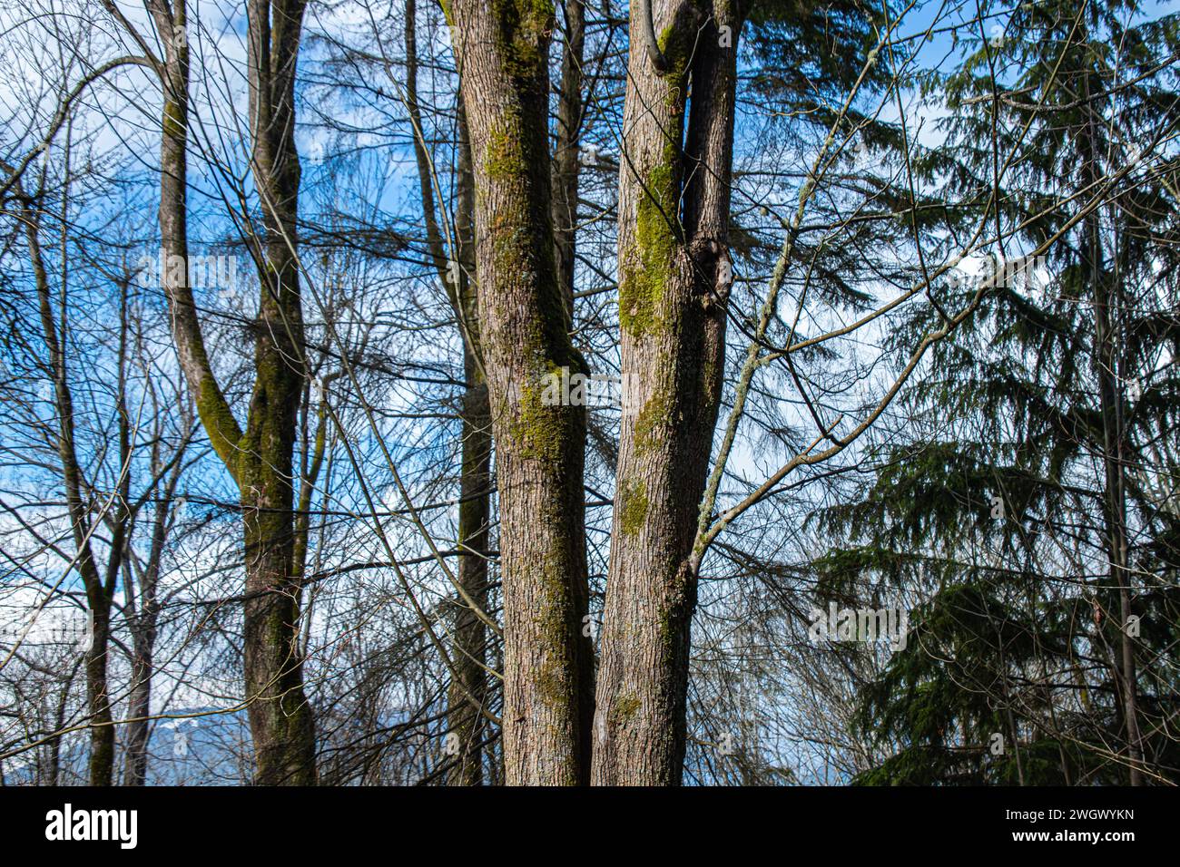 Image of trees in Confederation Park, Burnaby, BC, Canada Stock Photo ...