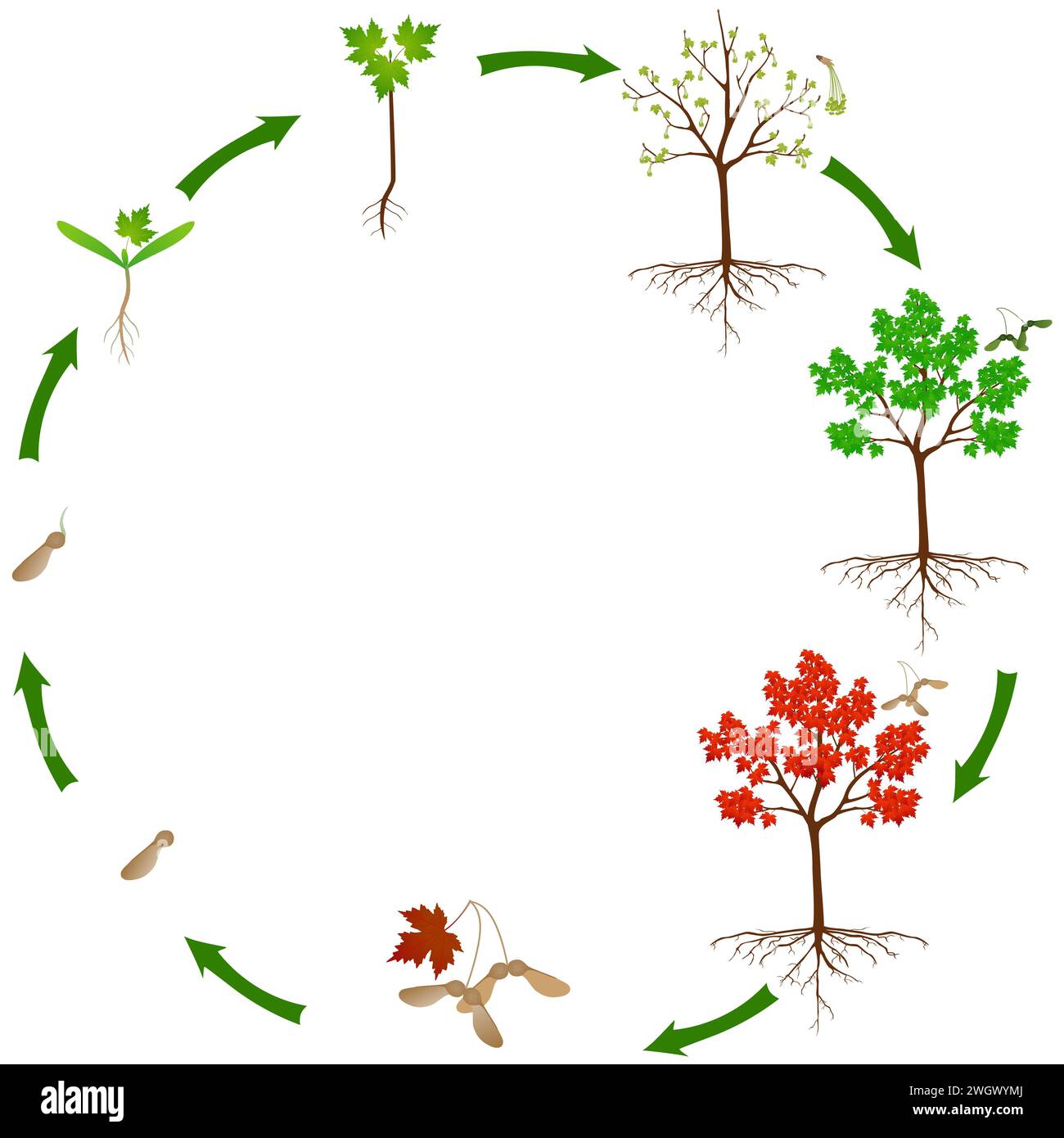 A growth cycle of a sugar maple plant on a white background Stock ...