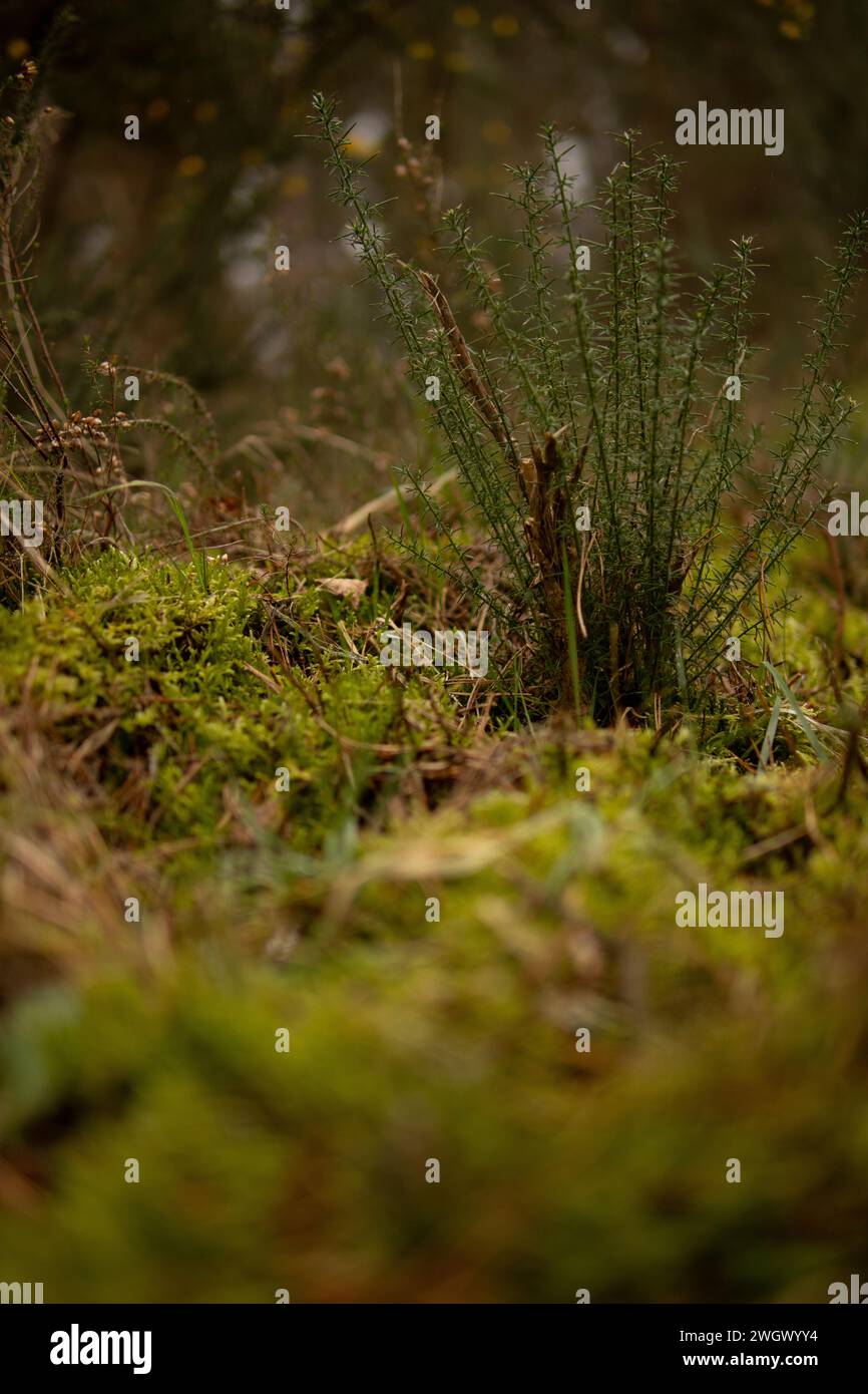 Marshland environment hi-res stock photography and images - Alamy