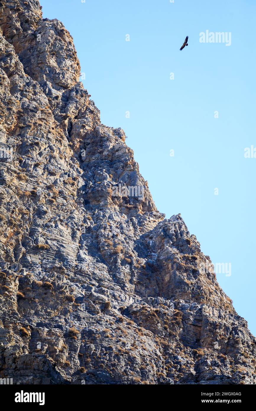 Birds of crete hi-res stock photography and images - Alamy