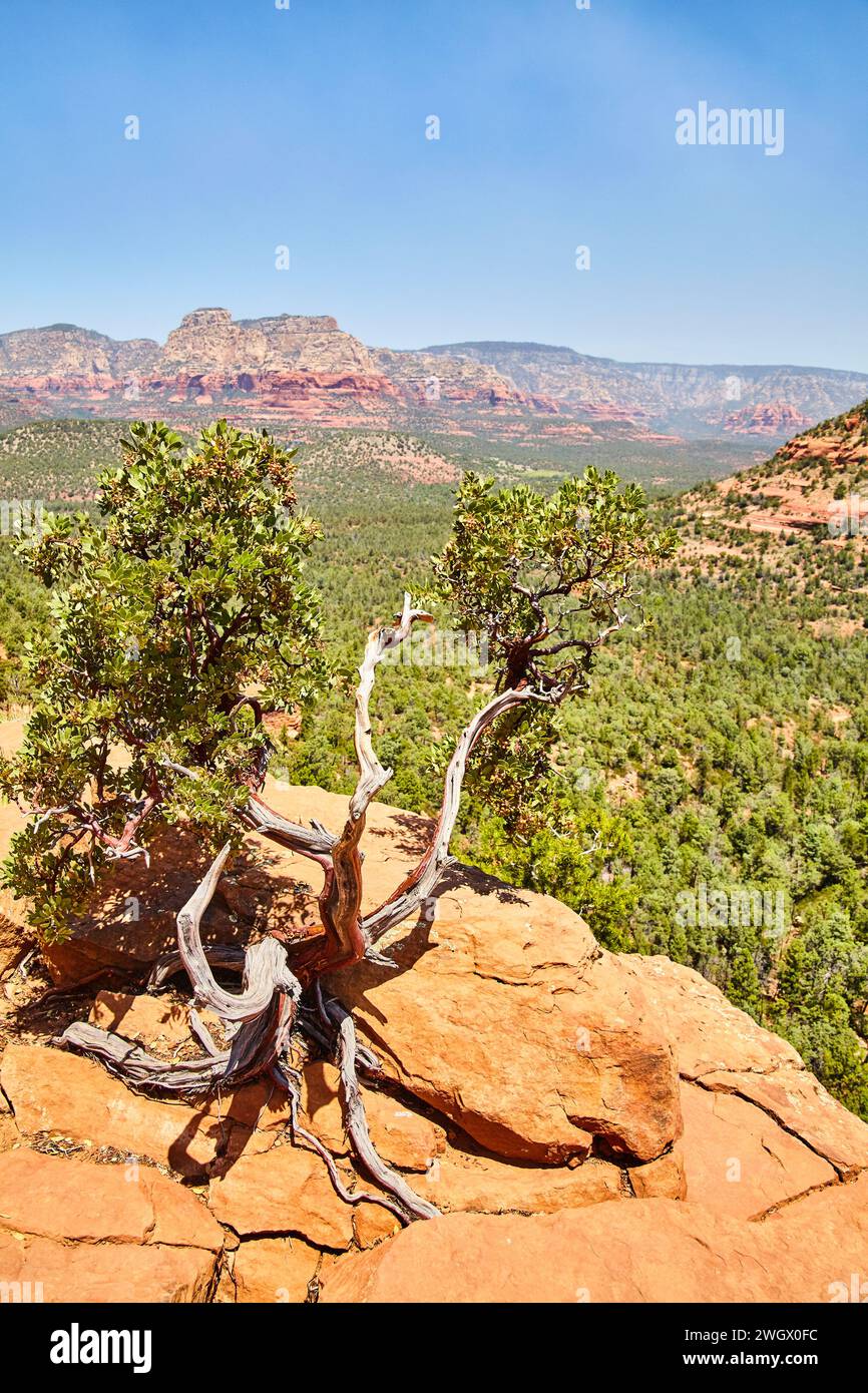 Sedona Red Rocks and Resilient Tree Overlook Stock Photo - Alamy