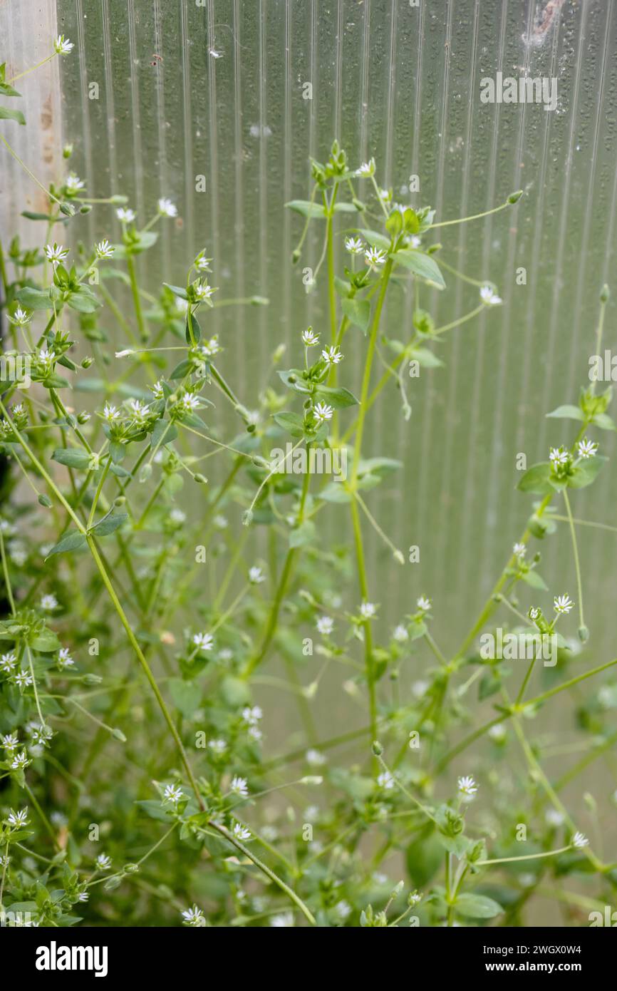 Woodlice greenhouse hi-res stock photography and images - Alamy
