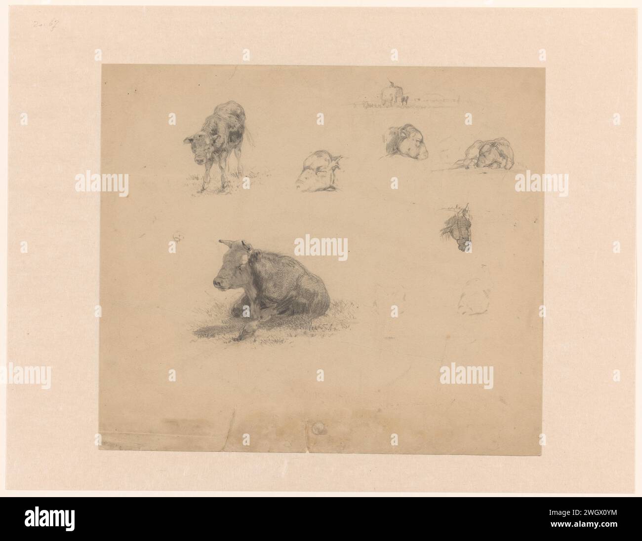 Studies of cows, A calf a horse head, Willem Maris, 1854 - 1910 drawing ...