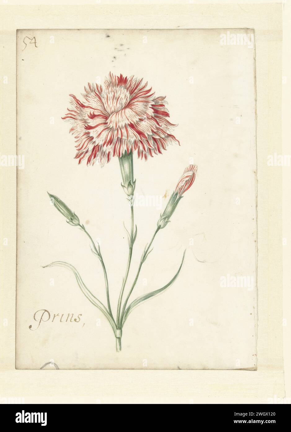 Carnation, Jacob Marrel (possibly), 1624 - 1681 drawing Carnation, with ...
