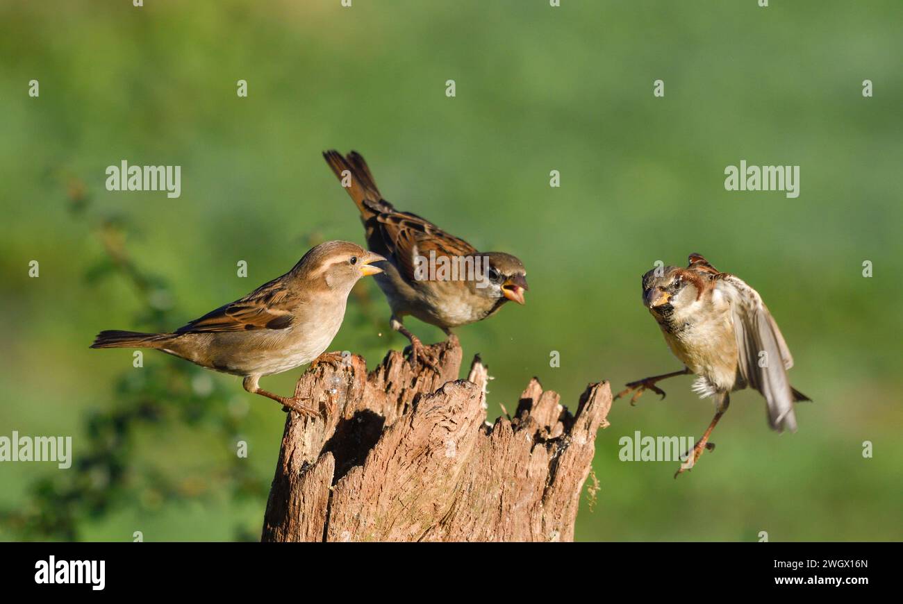 Sparrows fighting hi-res stock photography and images - Alamy