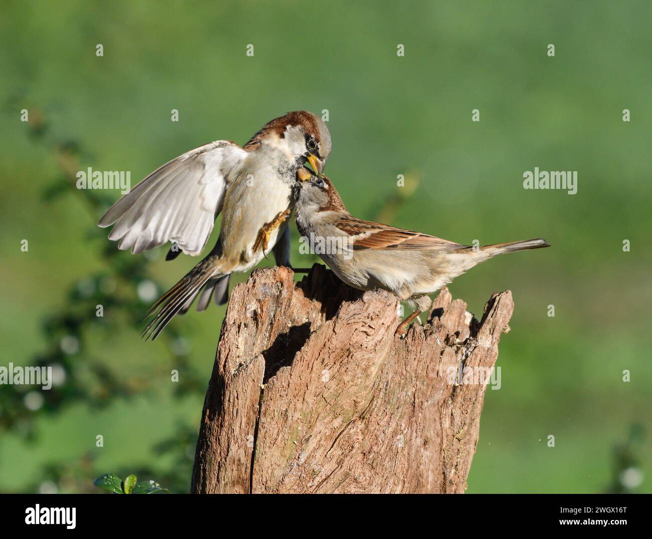 Passer domesticus fighting hi-res stock photography and images - Alamy