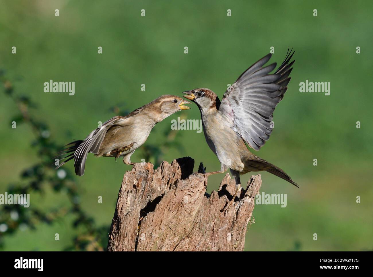 Male house sparrow fight hi-res stock photography and images - Alamy