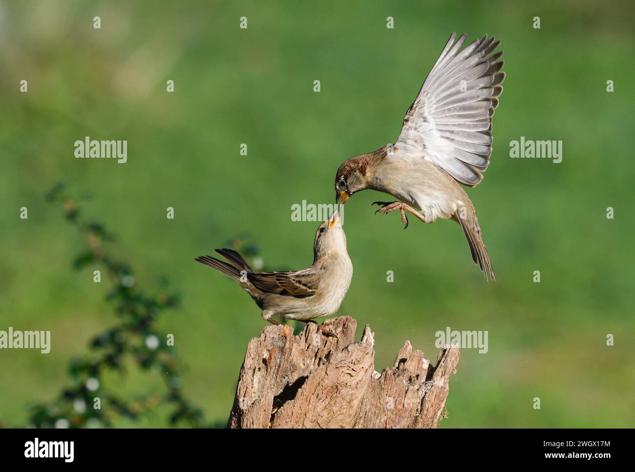 House of common fight hi-res stock photography and images - Alamy