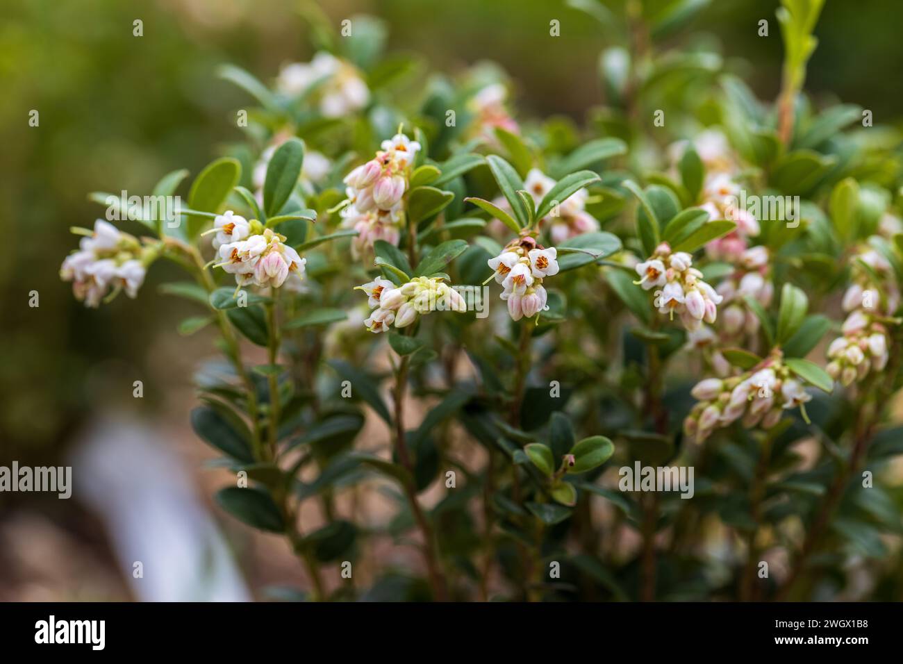 Flowering bushes of cowberry in garden Stock Photo - Alamy