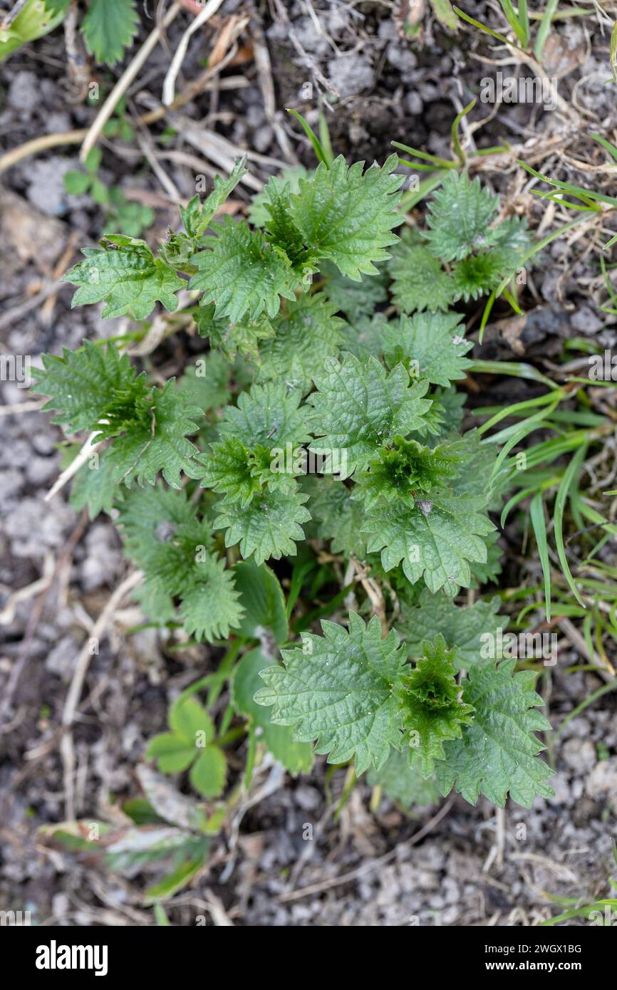 Green nettle leaves close up, spring sprouts Stock Photo - Alamy