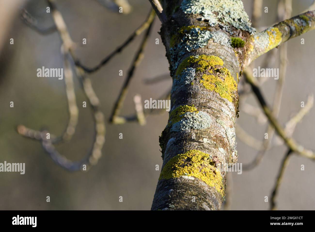Trunk of an ash tree covered in yellow and green lichens Stock Photo ...