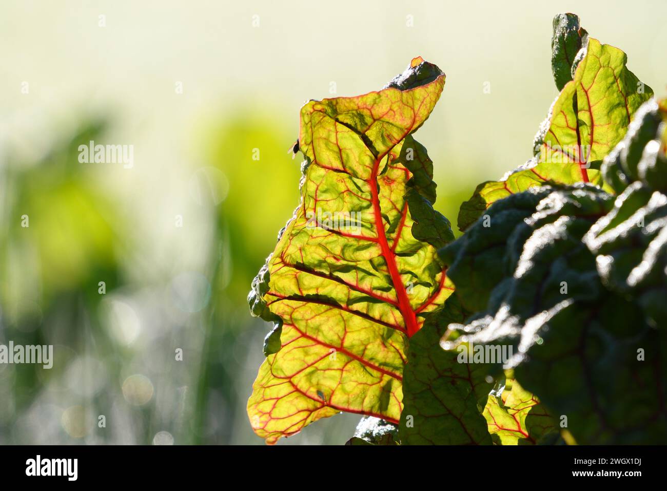 Red chard leaf seen backlit with frost Stock Photo - Alamy