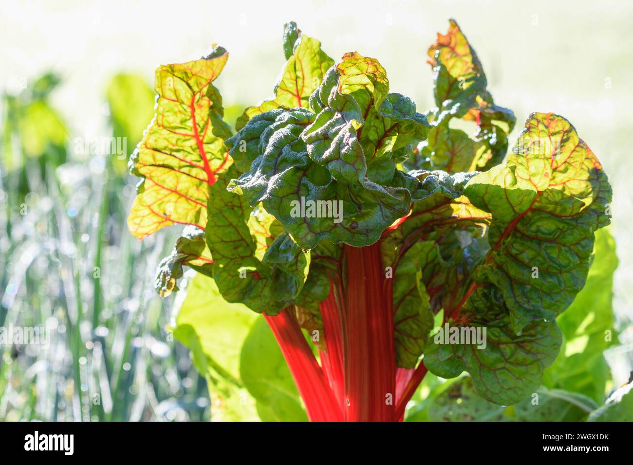 Agricultura roja hi-res stock photography and images - Alamy