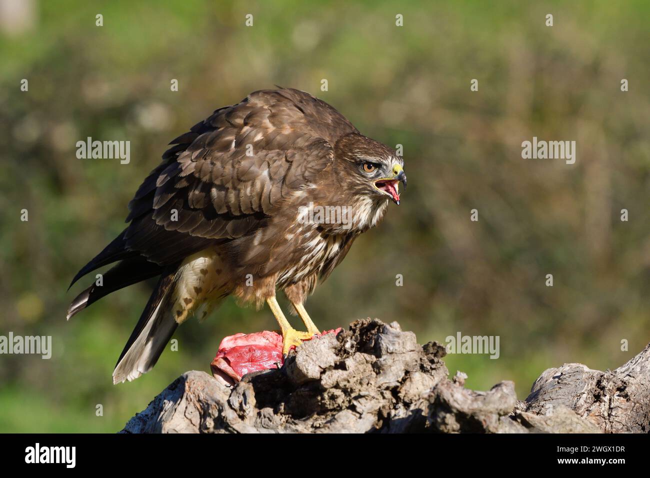 Animales rapaces hi-res stock photography and images - Alamy