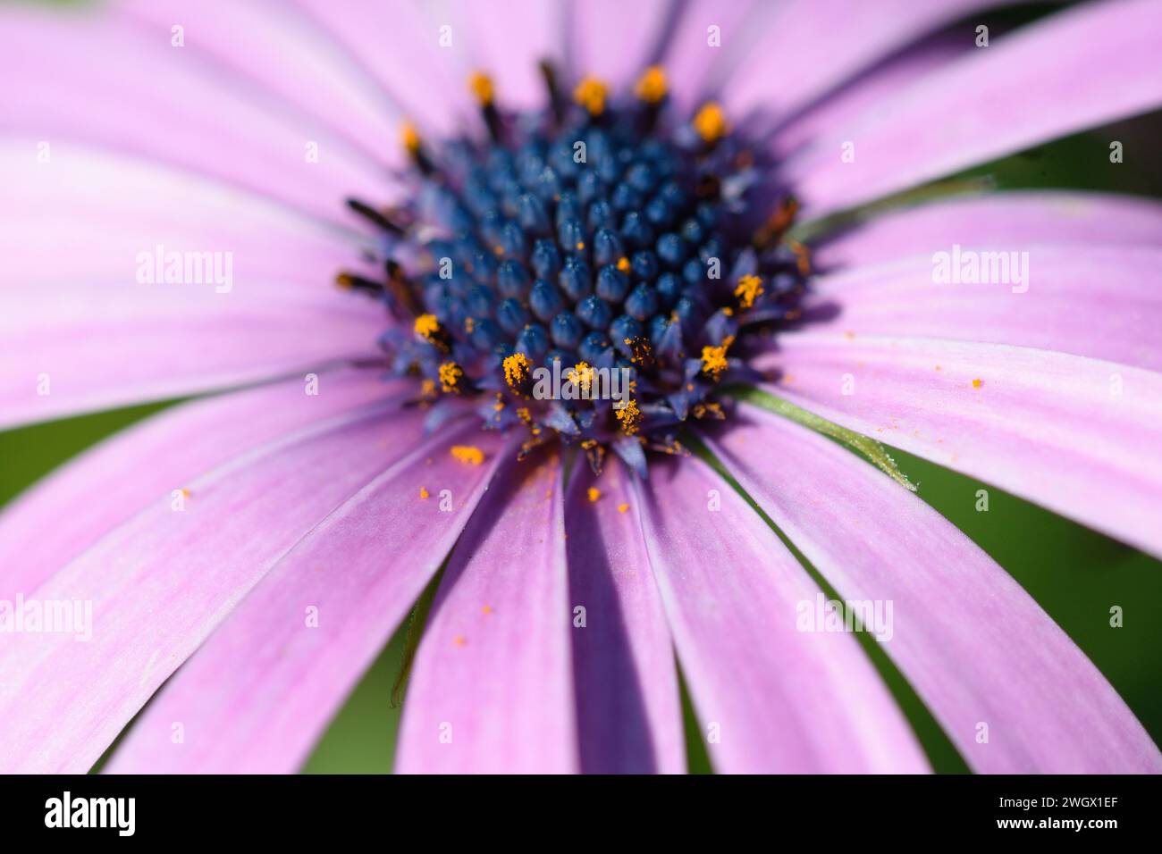 Plantas del cabo hi-res stock photography and images - Alamy
