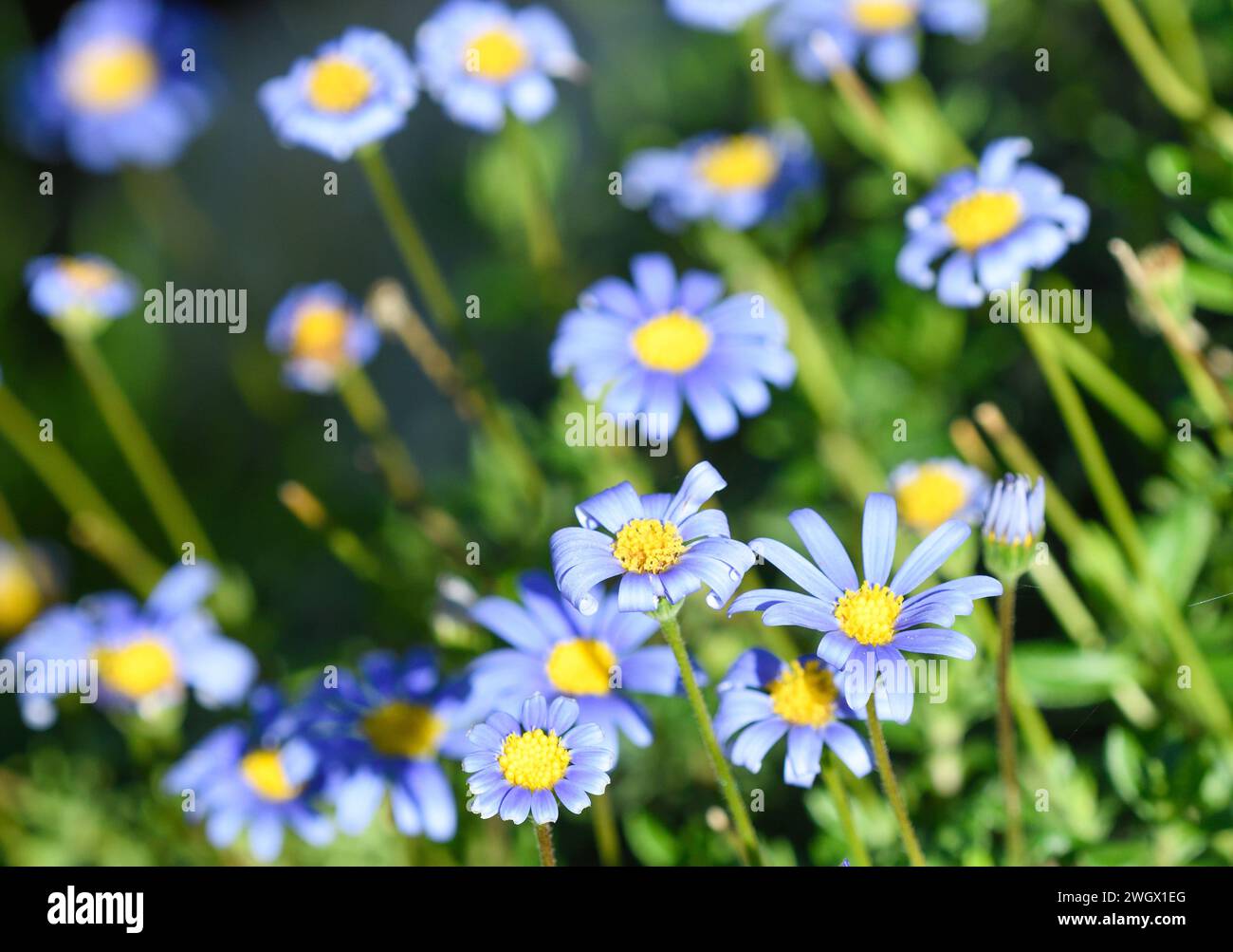 Felicia amelloides hi-res stock photography and images - Alamy