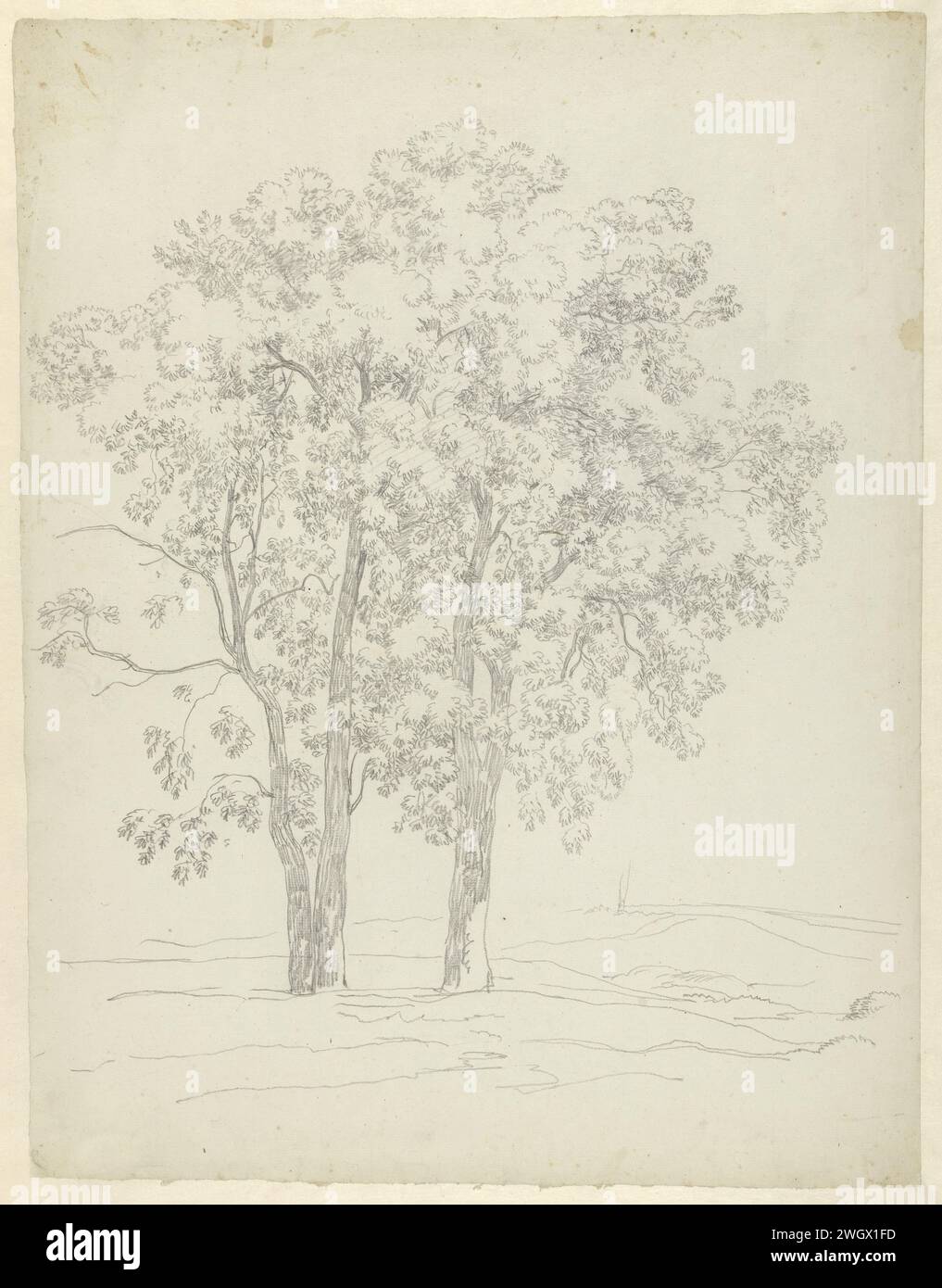 Study of three trees, Hendrik Voogd, 1778 - 1839 drawing paper. pencil ...