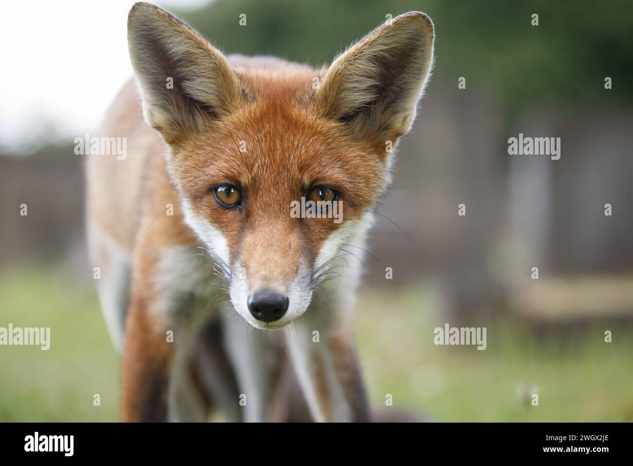 Beautiful red fox Stock Photo - Alamy
