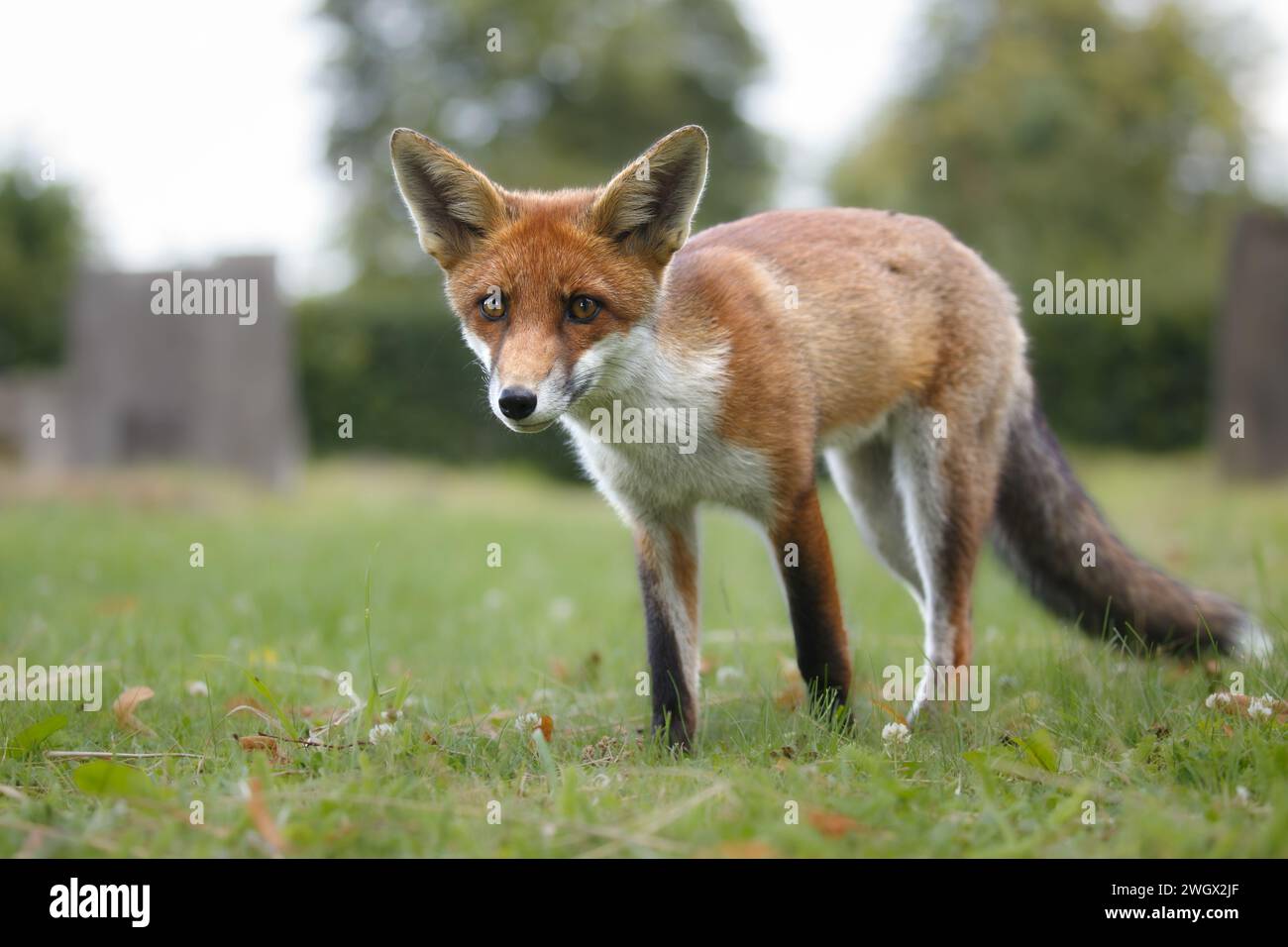 Red fox beautiful animal hi-res stock photography and images - Alamy