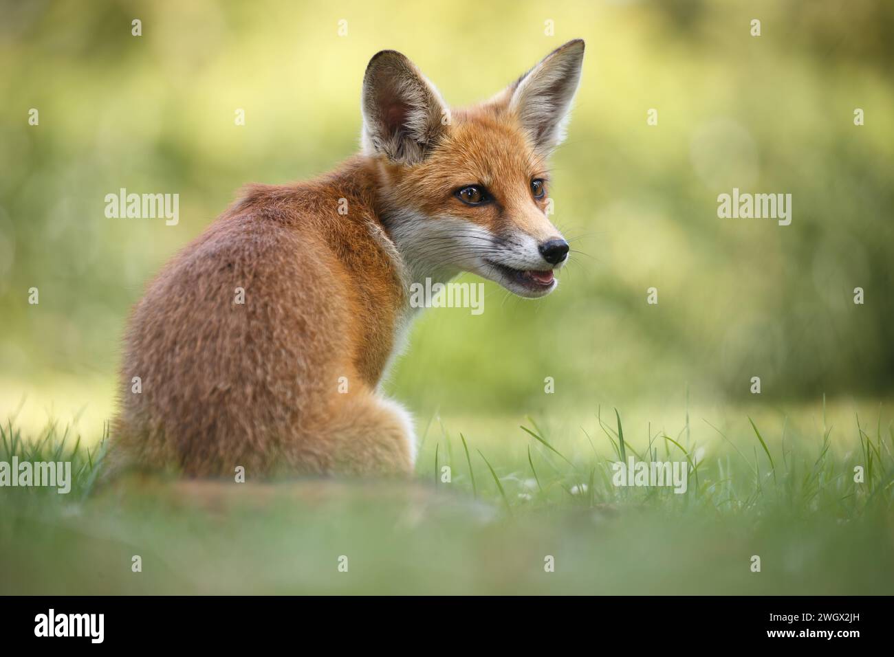 Beautiful red fox Stock Photo - Alamy