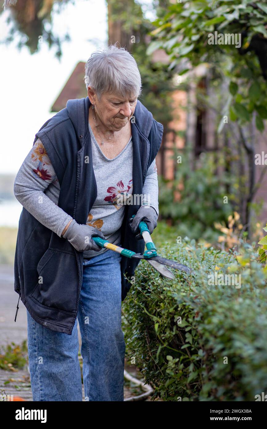 elderly woman cutting hedge with garden scissors Stock Photo - Alamy