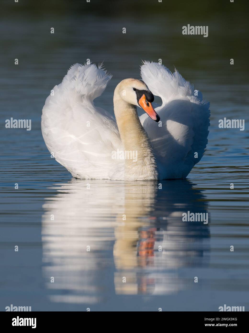 Male (Cob) Mute Swan (Cygnus olor) in early morning sunlight and ripple ...