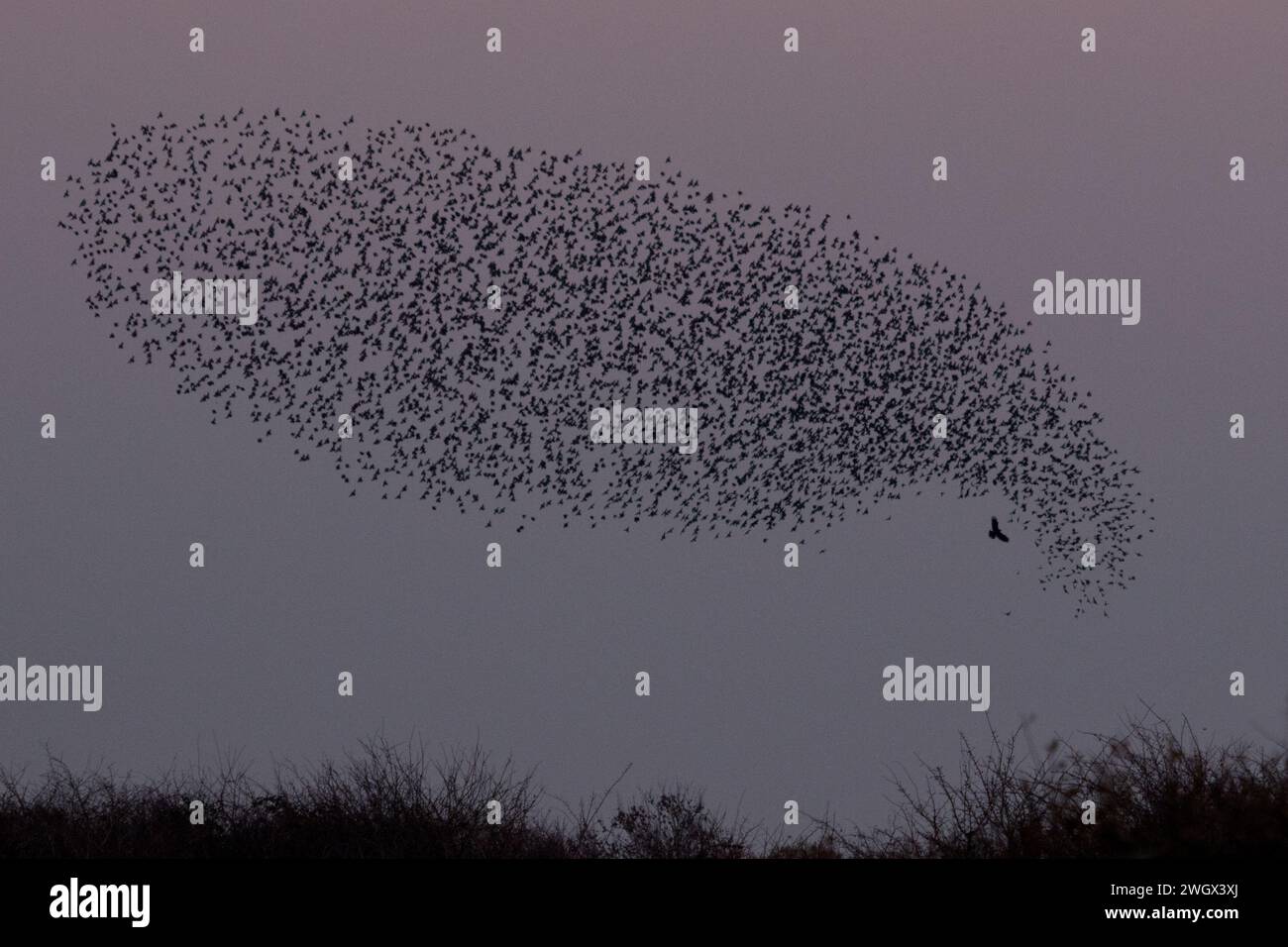 Common Starling murmuration under attack from a Marsh Harrier at dusk ...