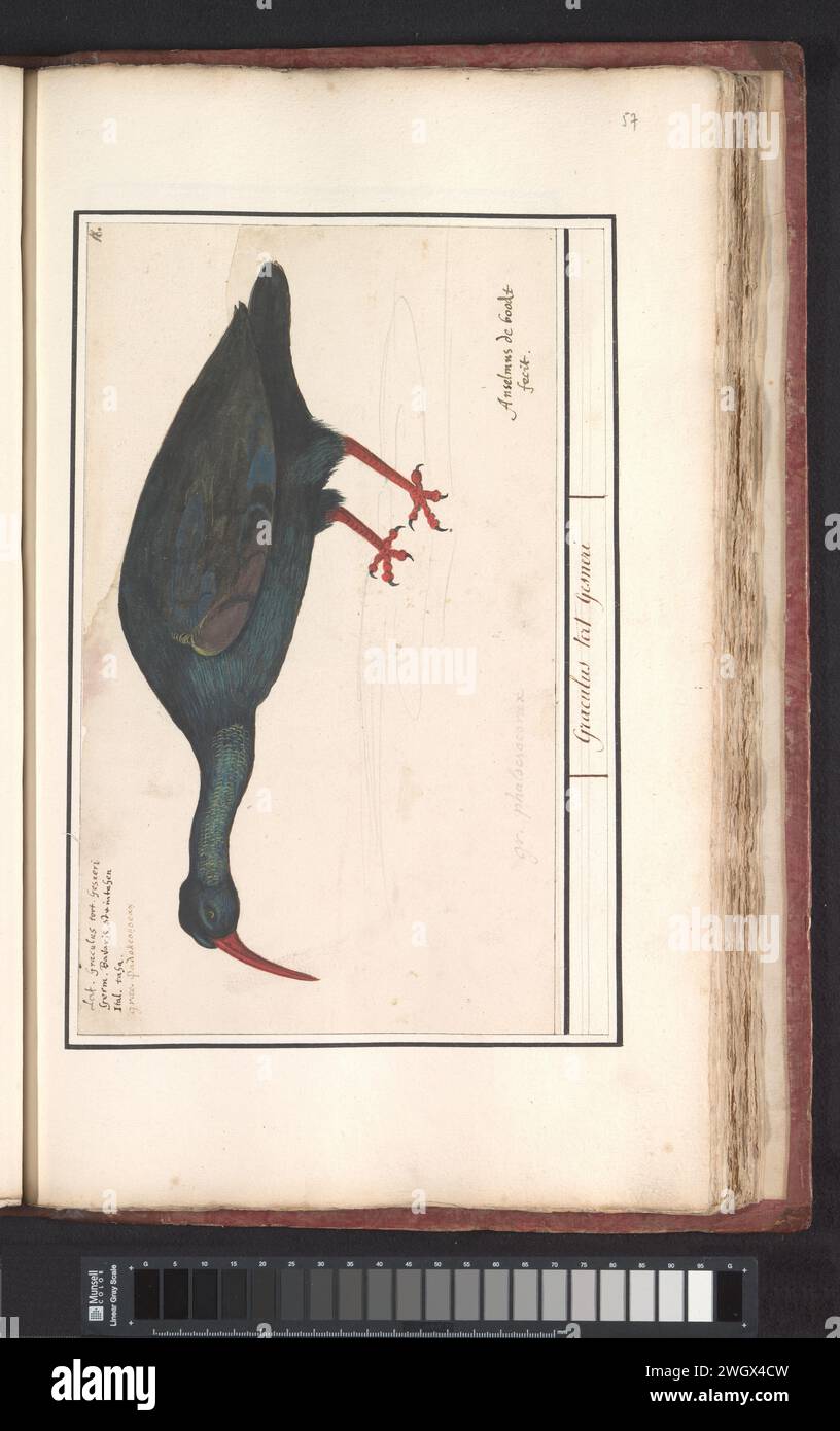 Heremietibis (Geronticns hermita), Anselm Bootius of Boodt, after ...