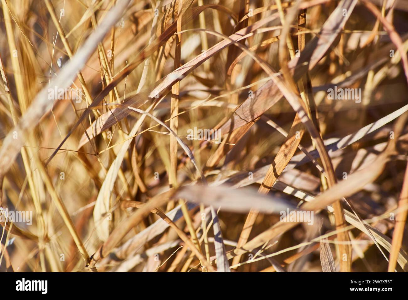 Ground level view dry grass hi-res stock photography and images - Alamy
