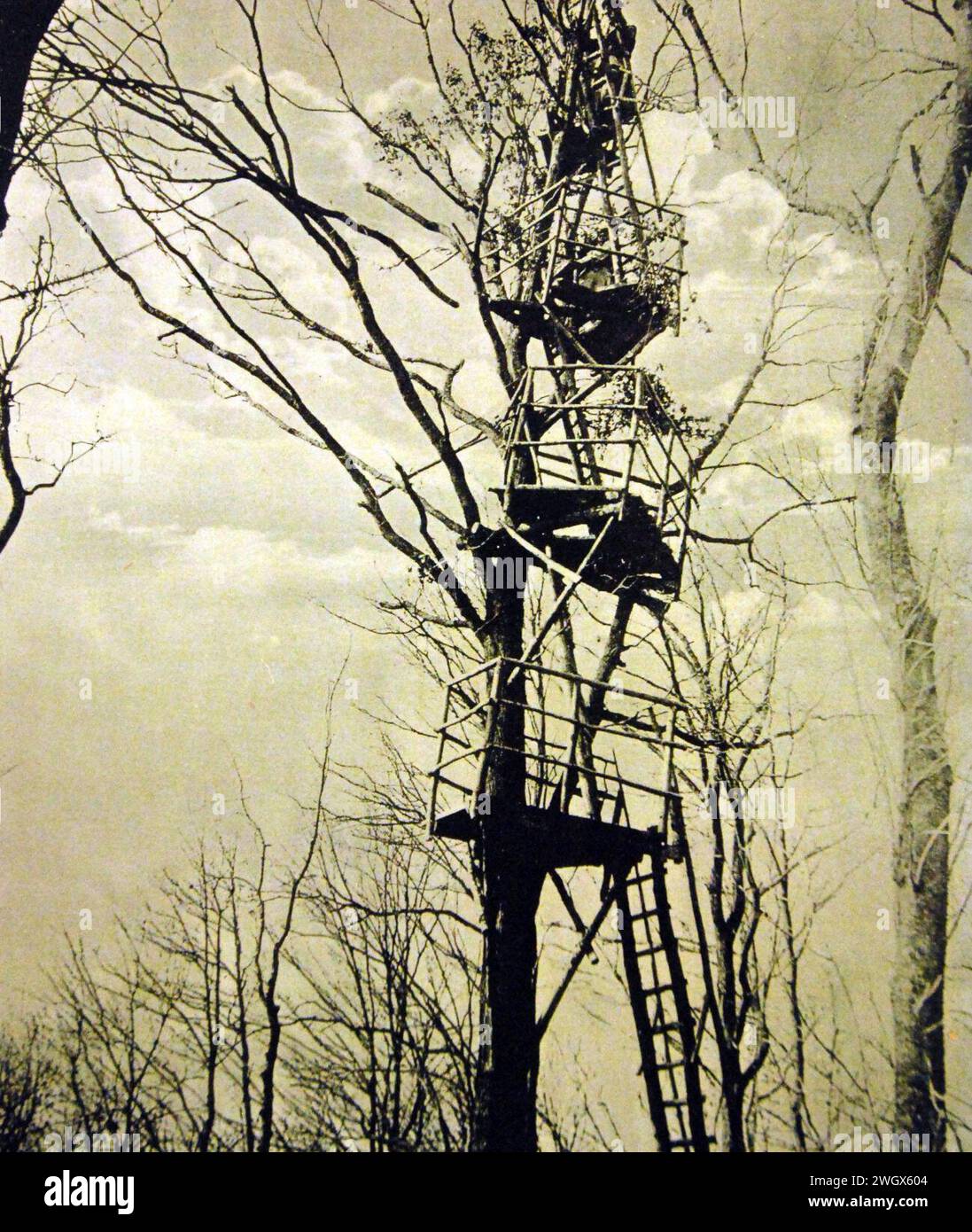 Artillery observation post in tree, French battlefront before Arras ...