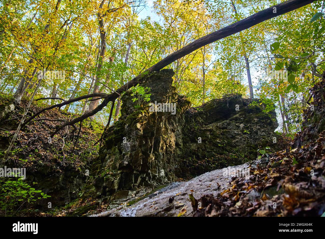 Canopy forest low angle moss hi-res stock photography and images - Alamy